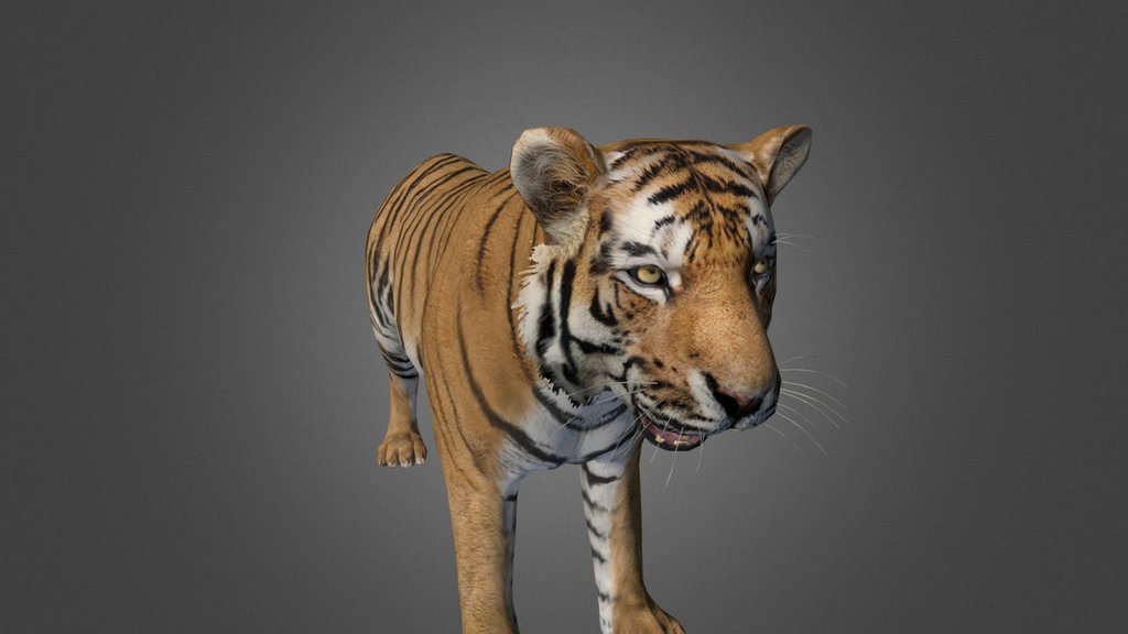 tiger - A 3D model collection by Very_Angry_Tiger - Sketchfab