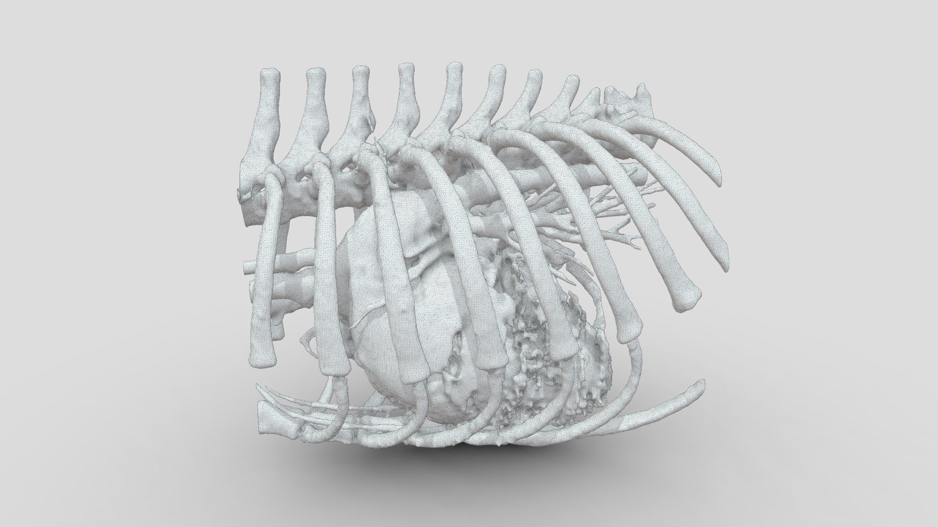 Canine Patent Ductus Arteriosus - 3D model by Advanced Visualization ...