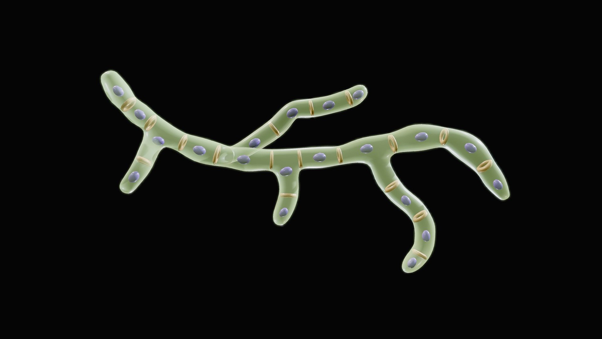 Fungal Cell Model