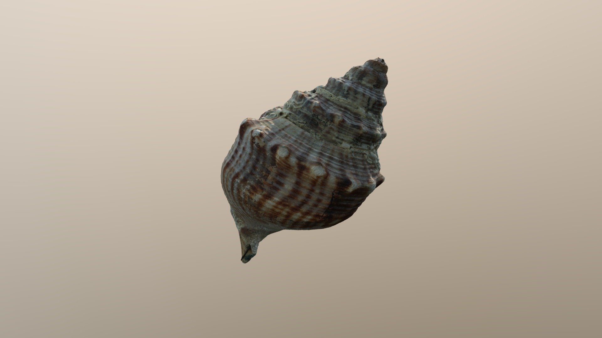 Shell3 - 3D model by nolanwindham [0dd1fce] - Sketchfab