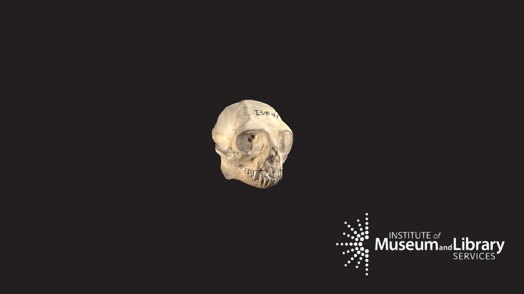 Non-Human Primates - A 3D model collection by Cleveland Museum of ...