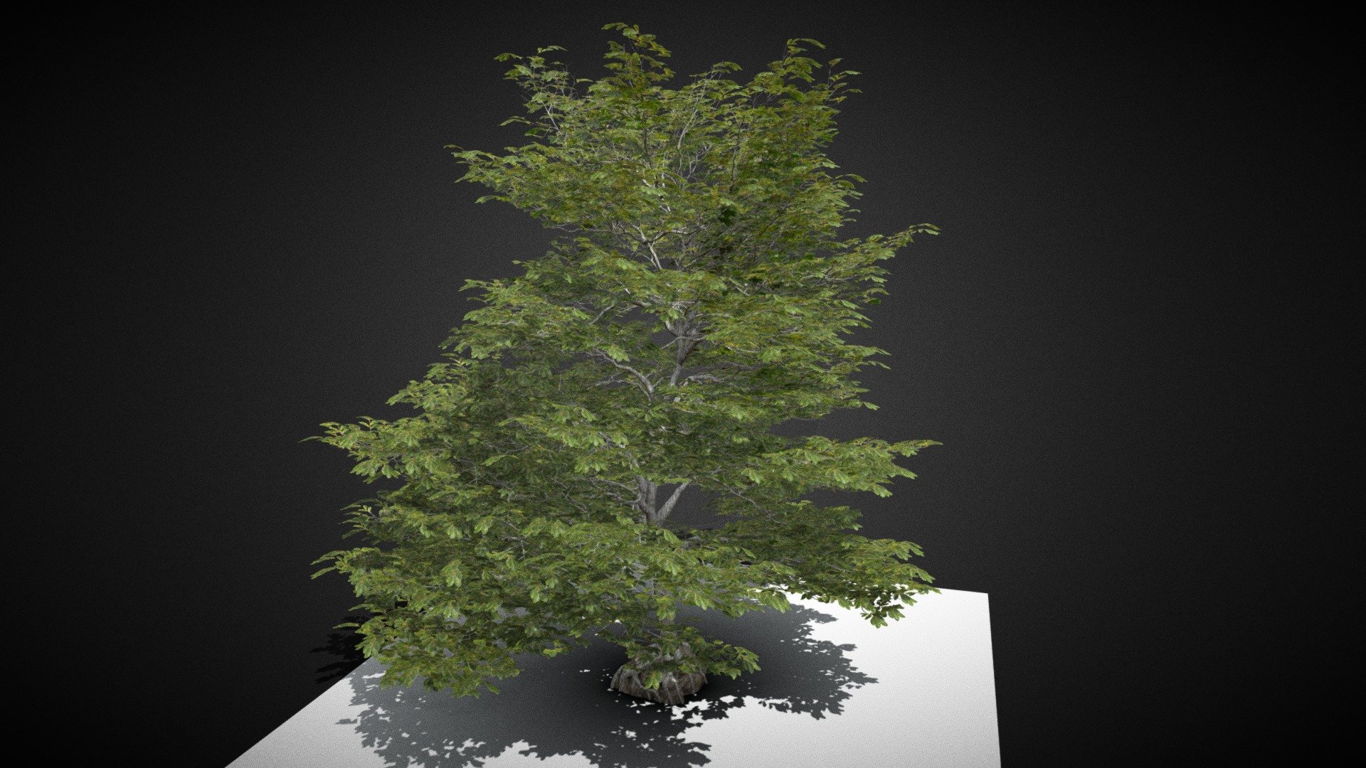 Tree - Buy Royalty Free 3D model by Garecra [0de4918] - Sketchfab Store