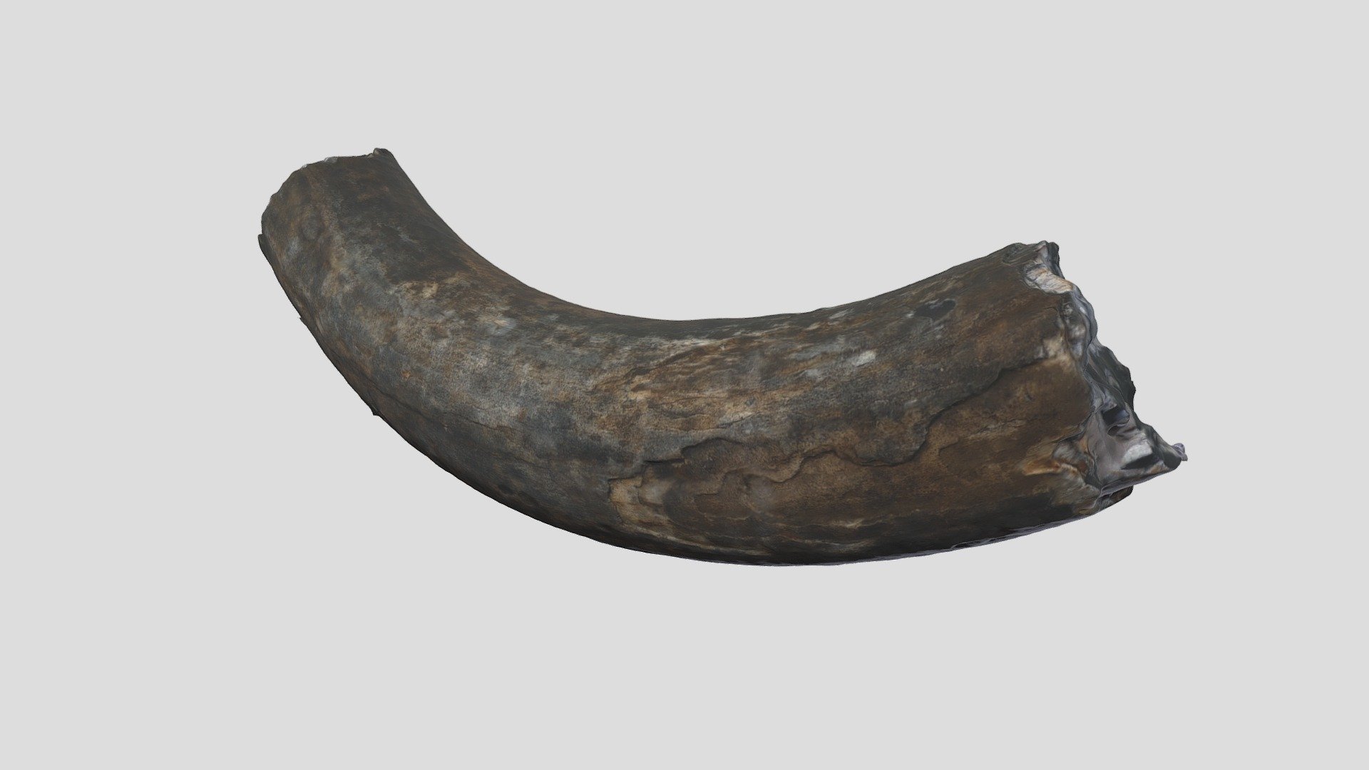Woolly mammoth: tusk - 3D model by IvanaArtukovic [0de4c48] - Sketchfab