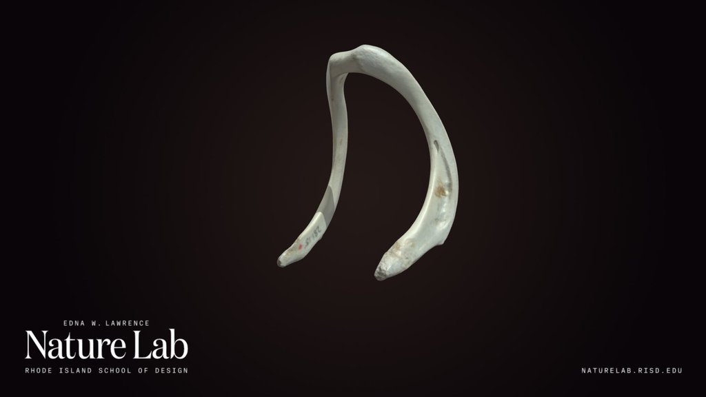 Bones - A 3D model collection by RISD Nature Lab (@RISDNaturelab ...
