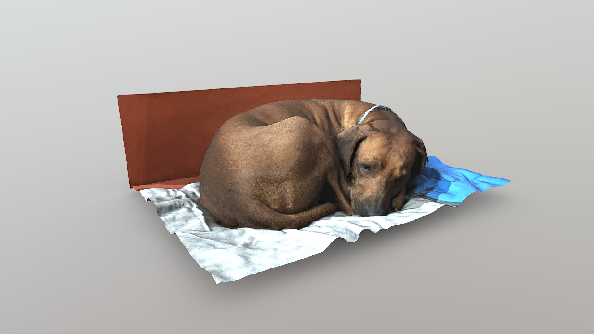 dog - 3d scan TEST - Download Free 3D model by YouniqueĪdeaStudio ...