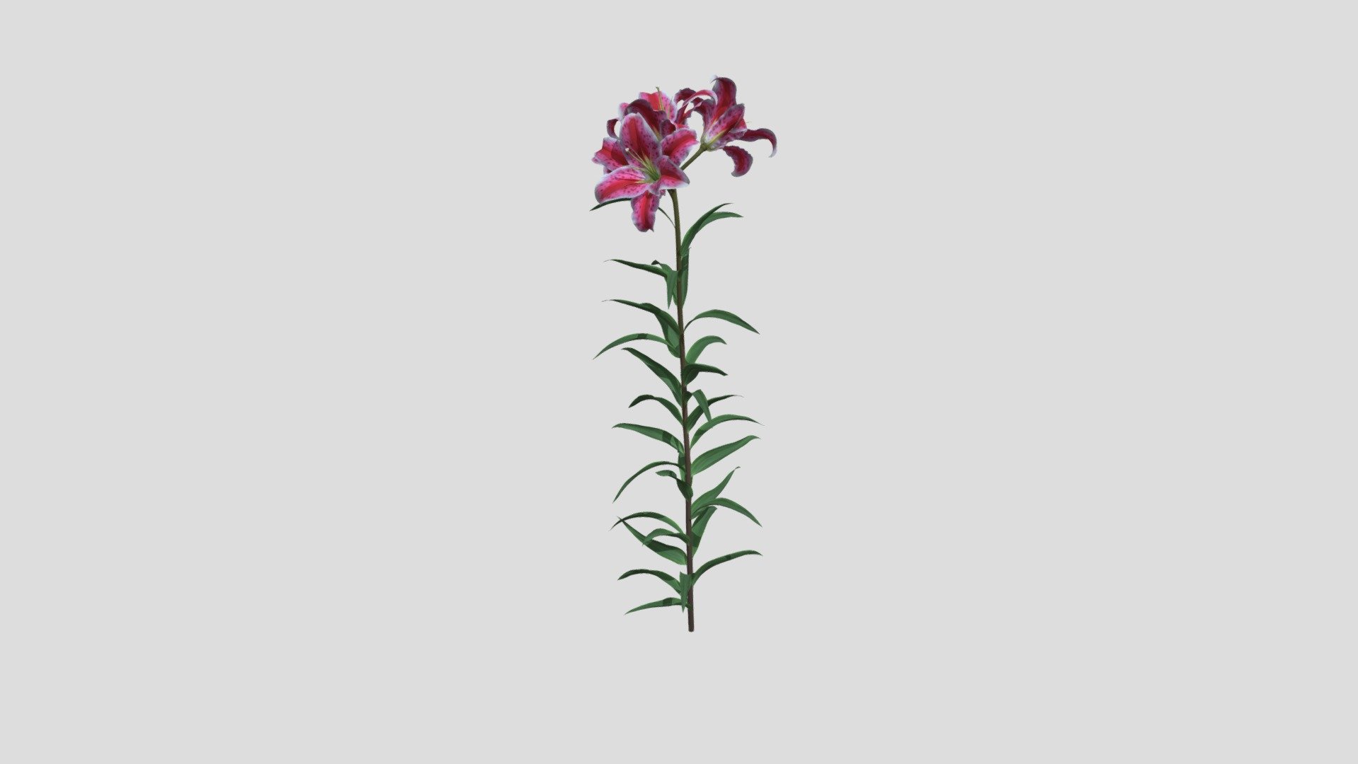 Lilium 31 AM214 Archmodel - Buy Royalty Free 3D model by Evermotion ...