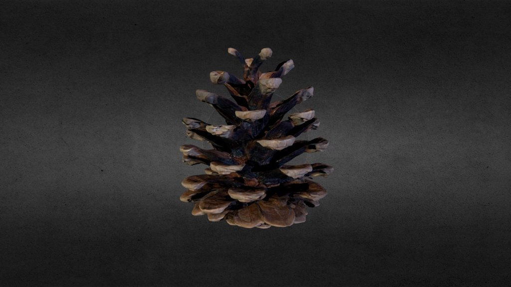 Kotte - Download Free 3D model by Photogrammetry tests ...