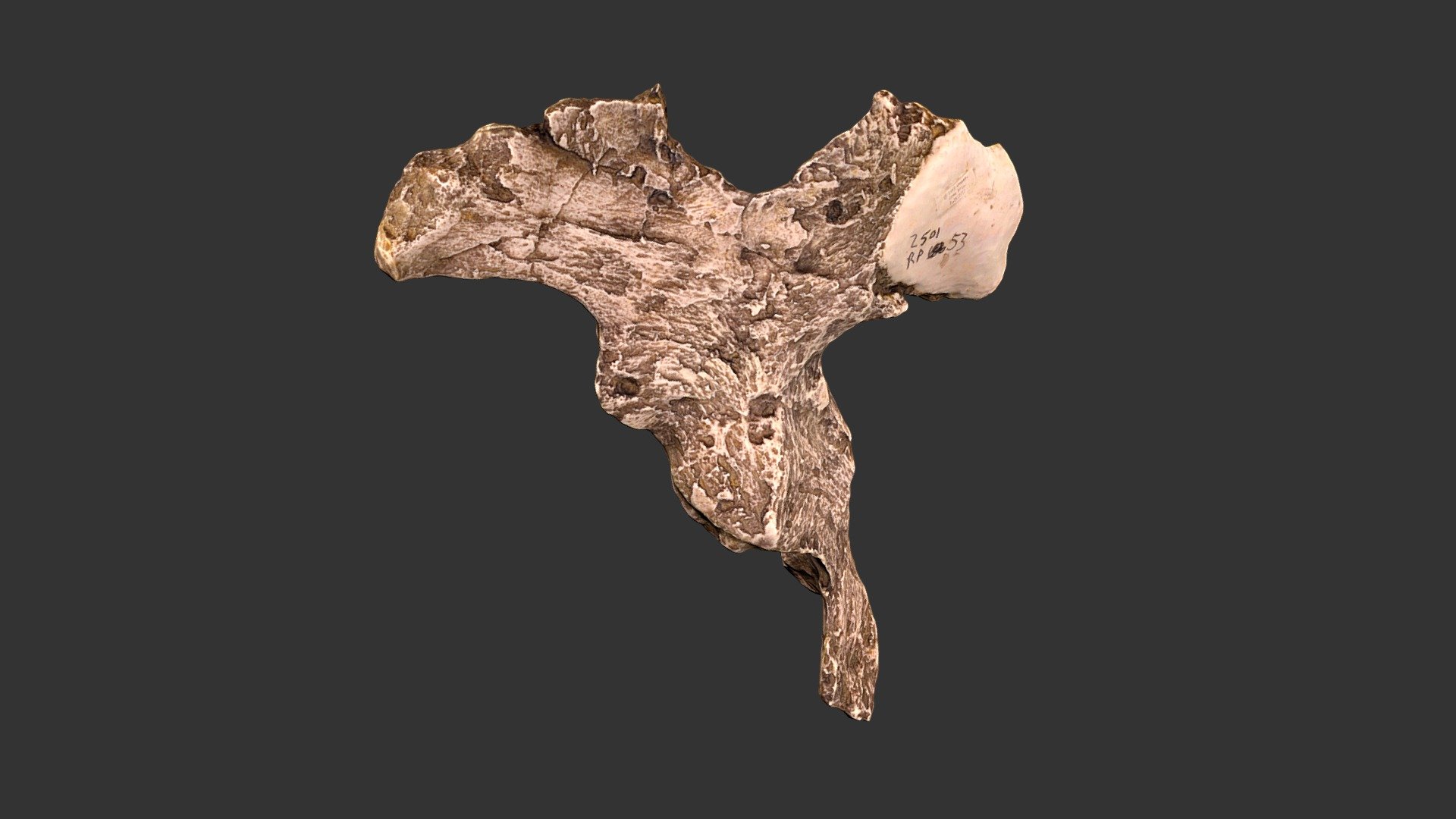 Australopithecus robustus (2501.1rp53) - Download Free 3D model by RLA ...