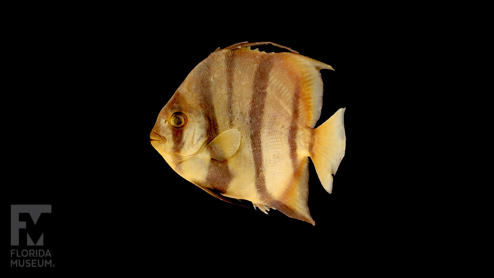 Atlantic Spadefish, Ephippidae - 3D model by FloridaMuseum [0dfdbca ...