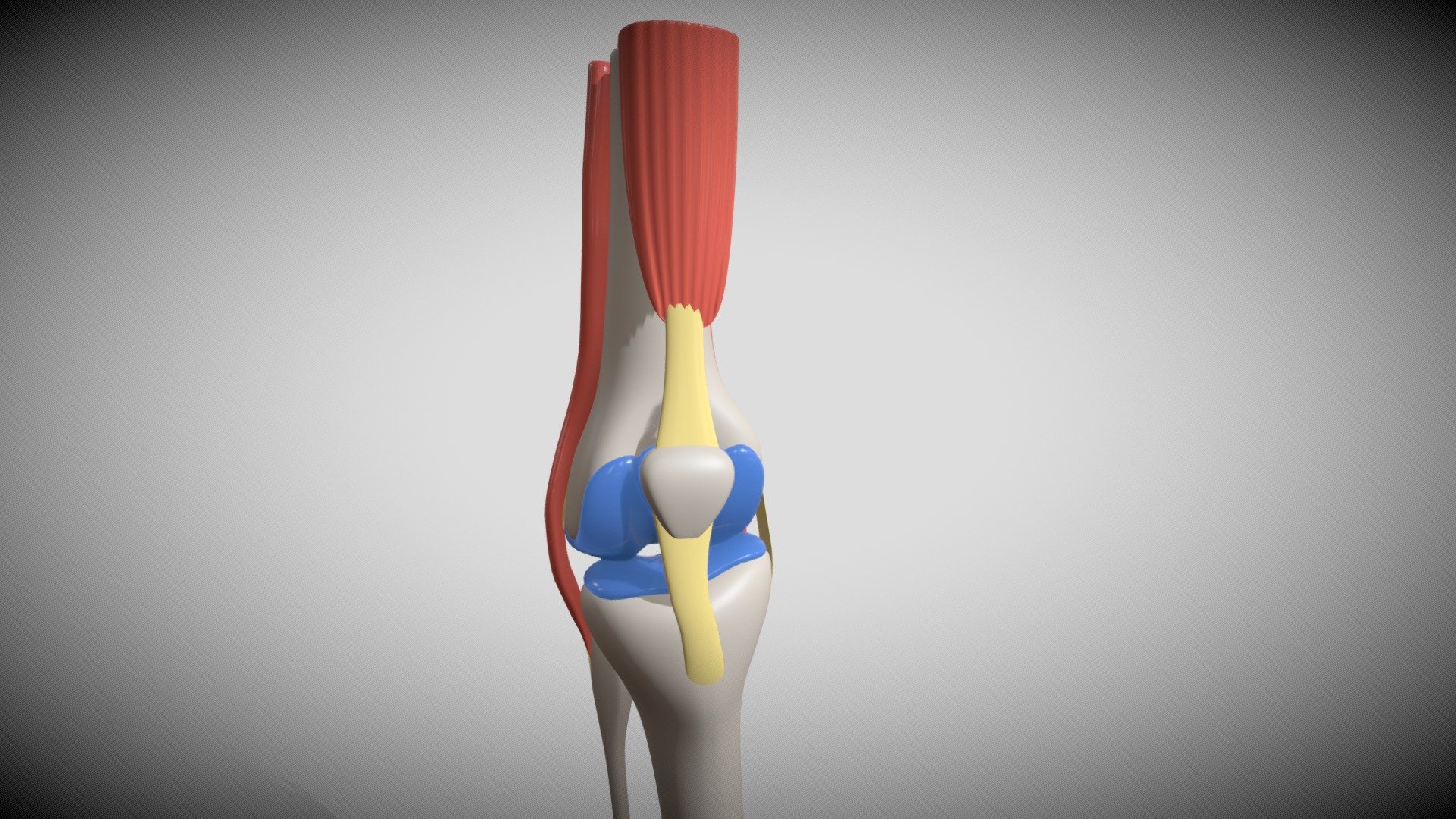 Knee Anim Export Test 01 - Download Free 3D model by kris_lrz [0dfebfe ...