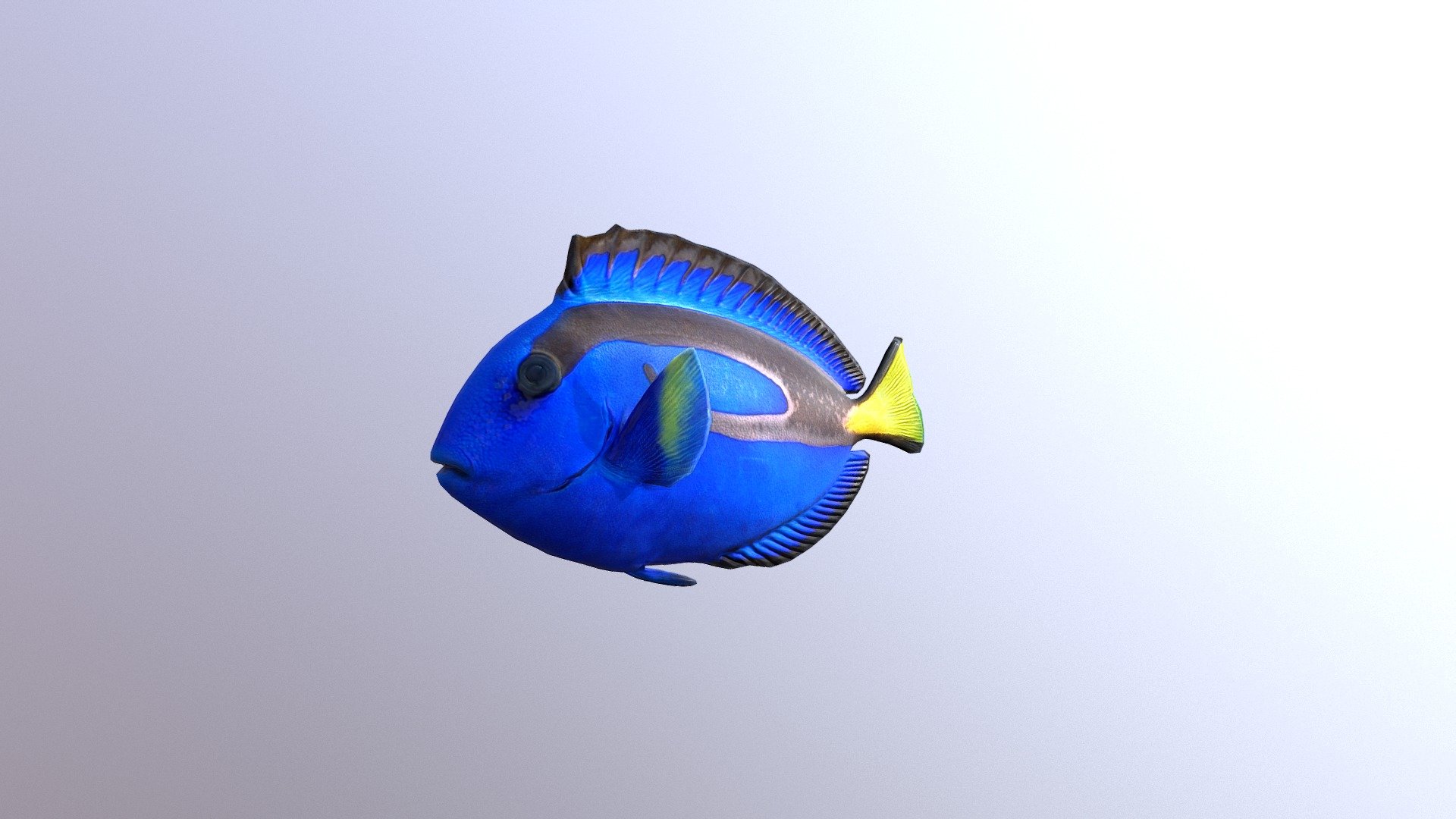 Regal Tang Fish - 3D model by Denys Sopov (@denyssopov) [0e005d7 ...