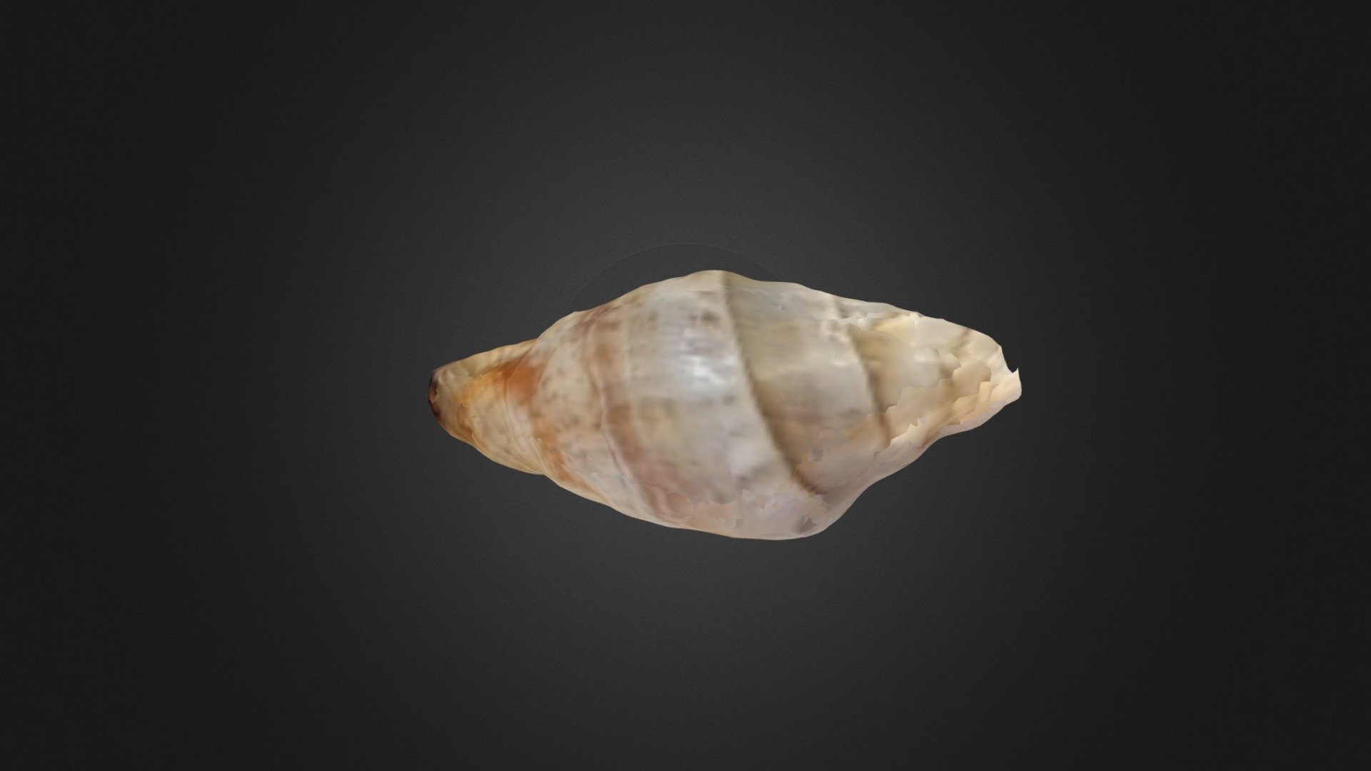 Strombus urceus Linné, 1758 - 3D model by 3D collection (@phanh1711999 ...
