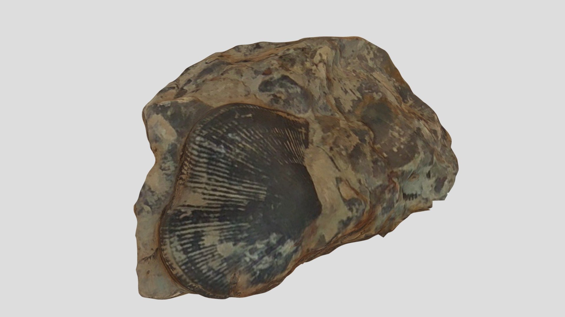 Madison fossil 04 - Download Free 3D model by Grand Rapids CC - Geology ...