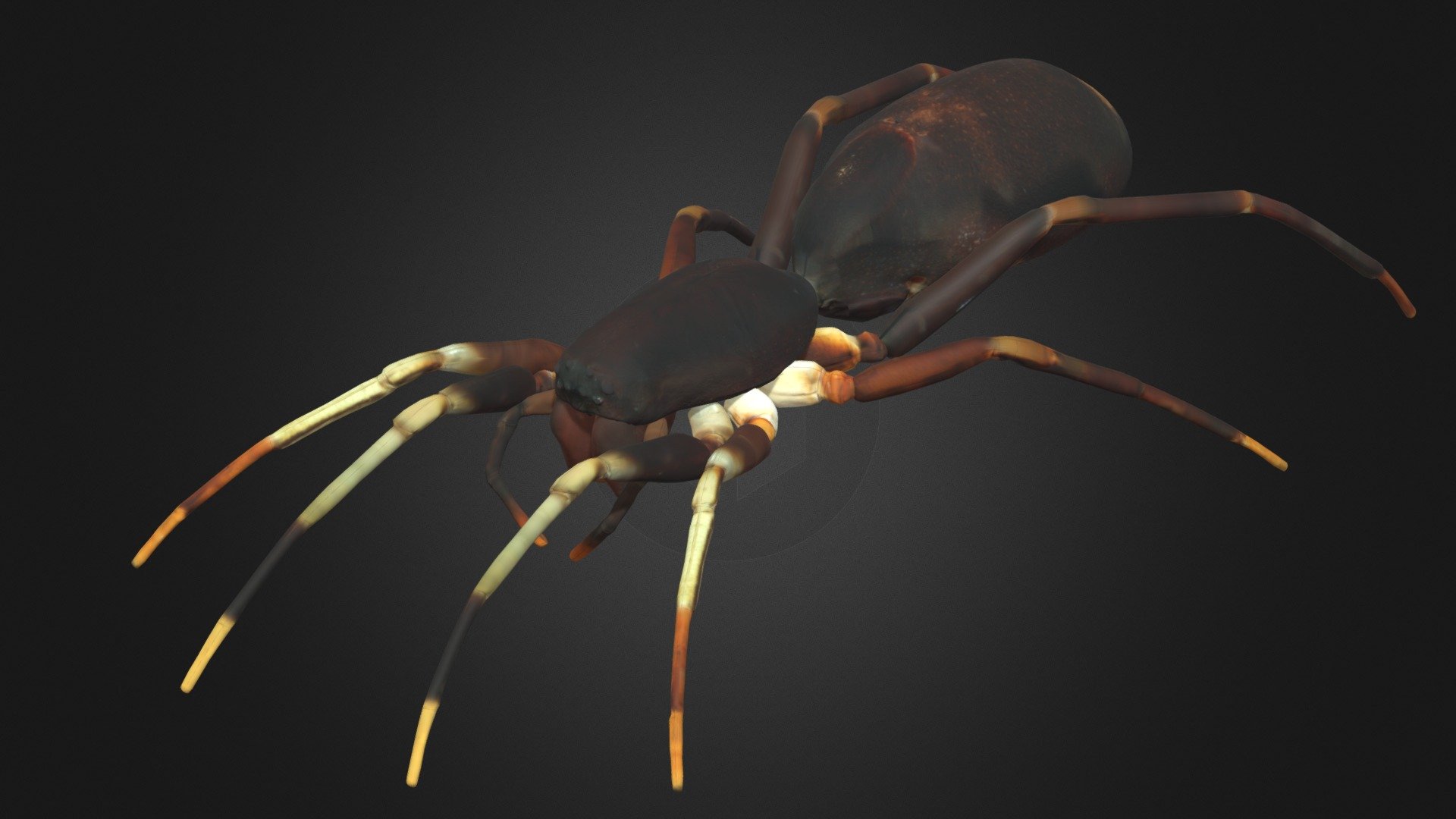 Castianeira aff. rica - 3D model by Urielgc [0e0a17e] - Sketchfab