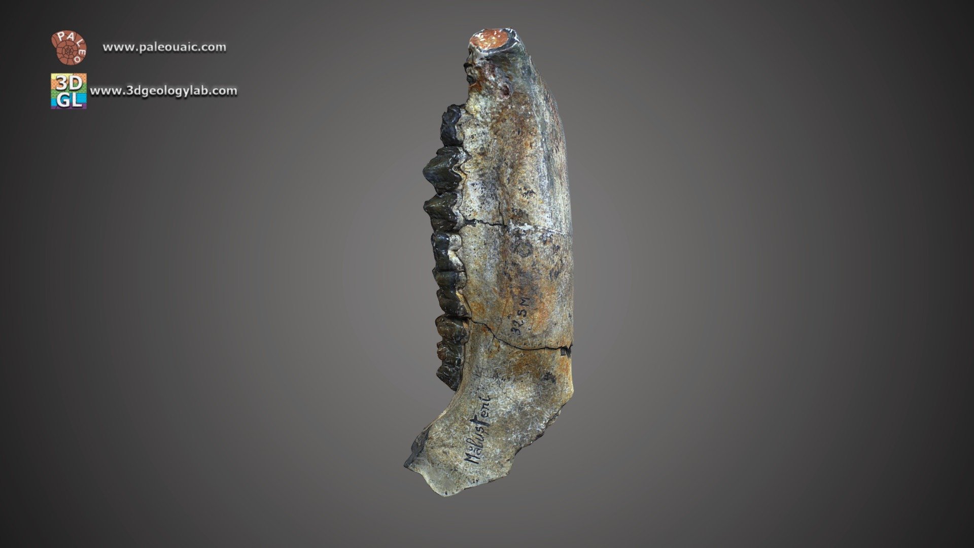 Sus provincialis - 3D model by 3D Geology Laboratory (@3DGeologyLab ...