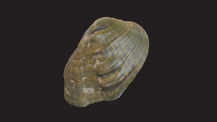 Mussel_shell 3D models - Sketchfab