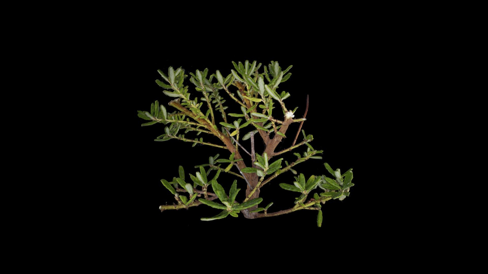 Ceanothus "Concha" (California lilac) - 3D model by Cal Poly Humboldt ...