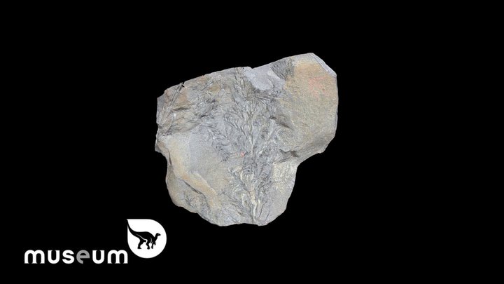 Rhodea 3D models - Sketchfab