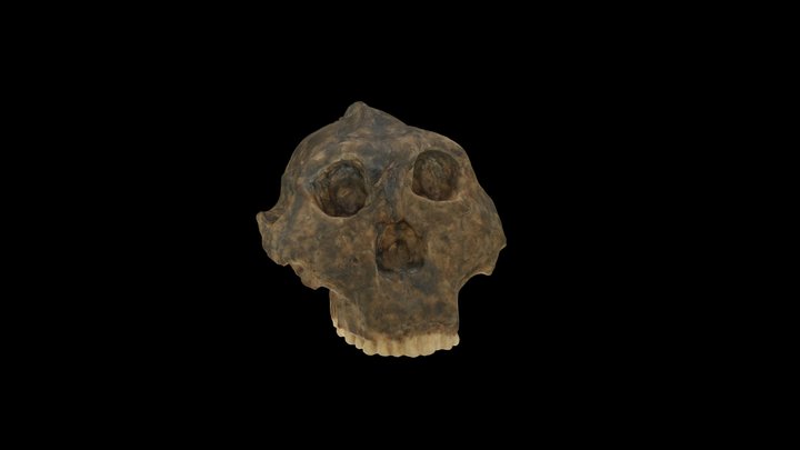 Australopithecus 3D models - Sketchfab