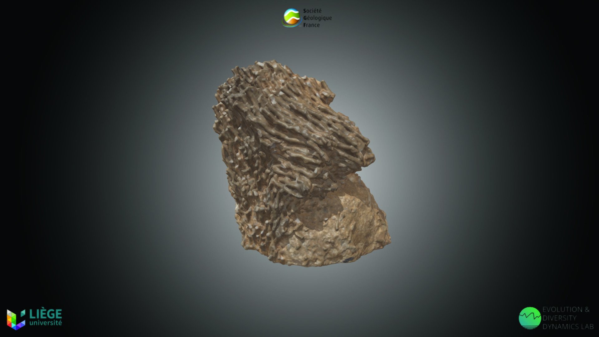 Cnidaire - Syringopora sp. - Download Free 3D model by Société ...