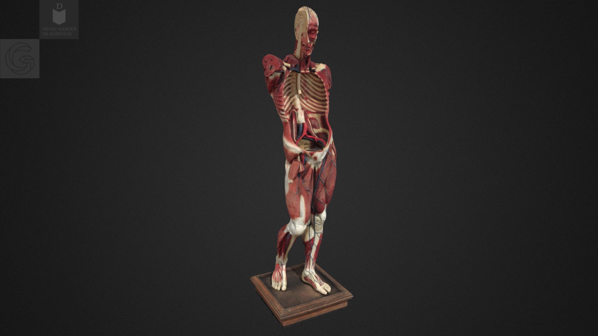 Model humà anatòmic (cos), MDEIE - Download Free 3D model by Giravolt ...