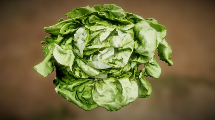 Lettuce 3D models - Sketchfab