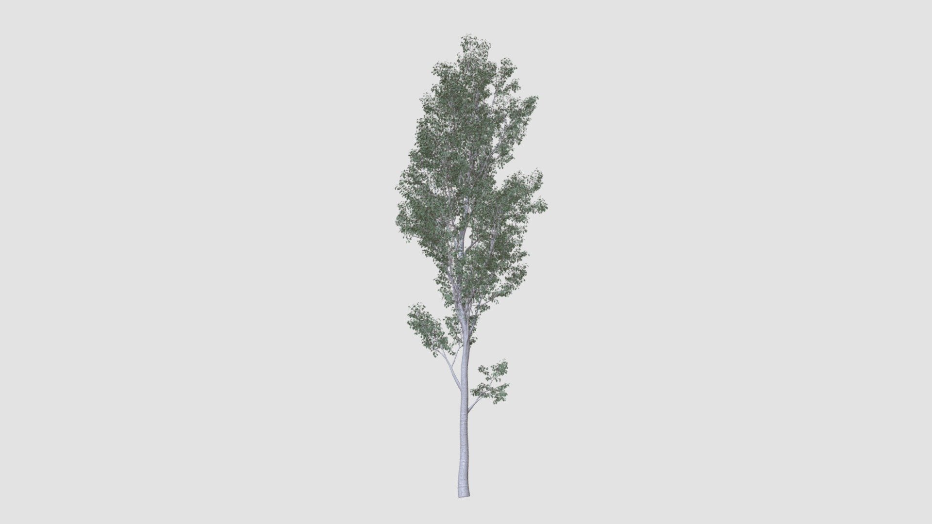 Tree - Buy Royalty Free 3D model by Evermotion [0e3daf1] - Sketchfab Store
