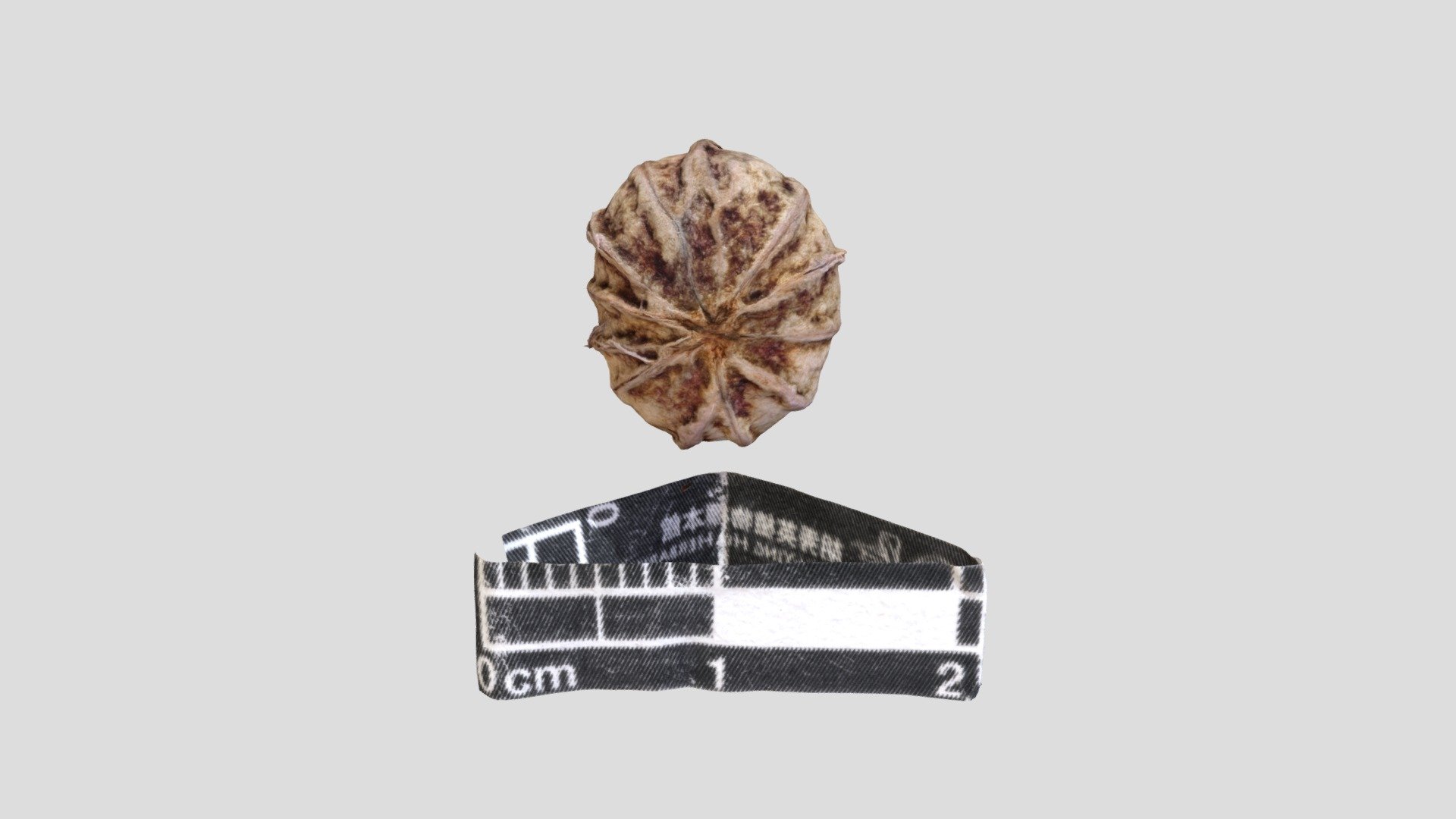 Cryptocarya chinensis (Hance) Hemsley - 3D model by Shiu-Ying Hu ...