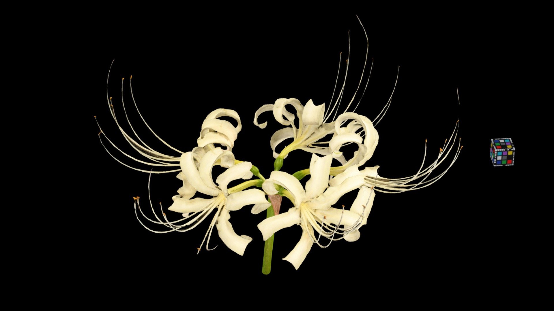 CC0 シロバナマンジュシャゲ White Spider Lily - Download Free 3D model by ffish ...