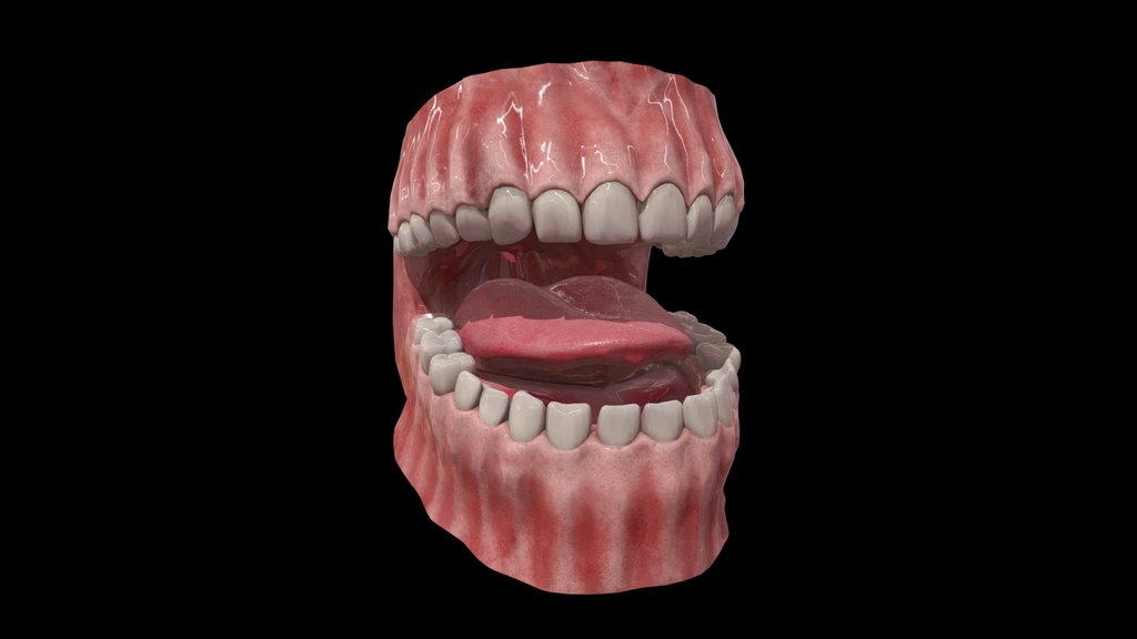 palatal - A 3D model collection by atozexpander - Sketchfab