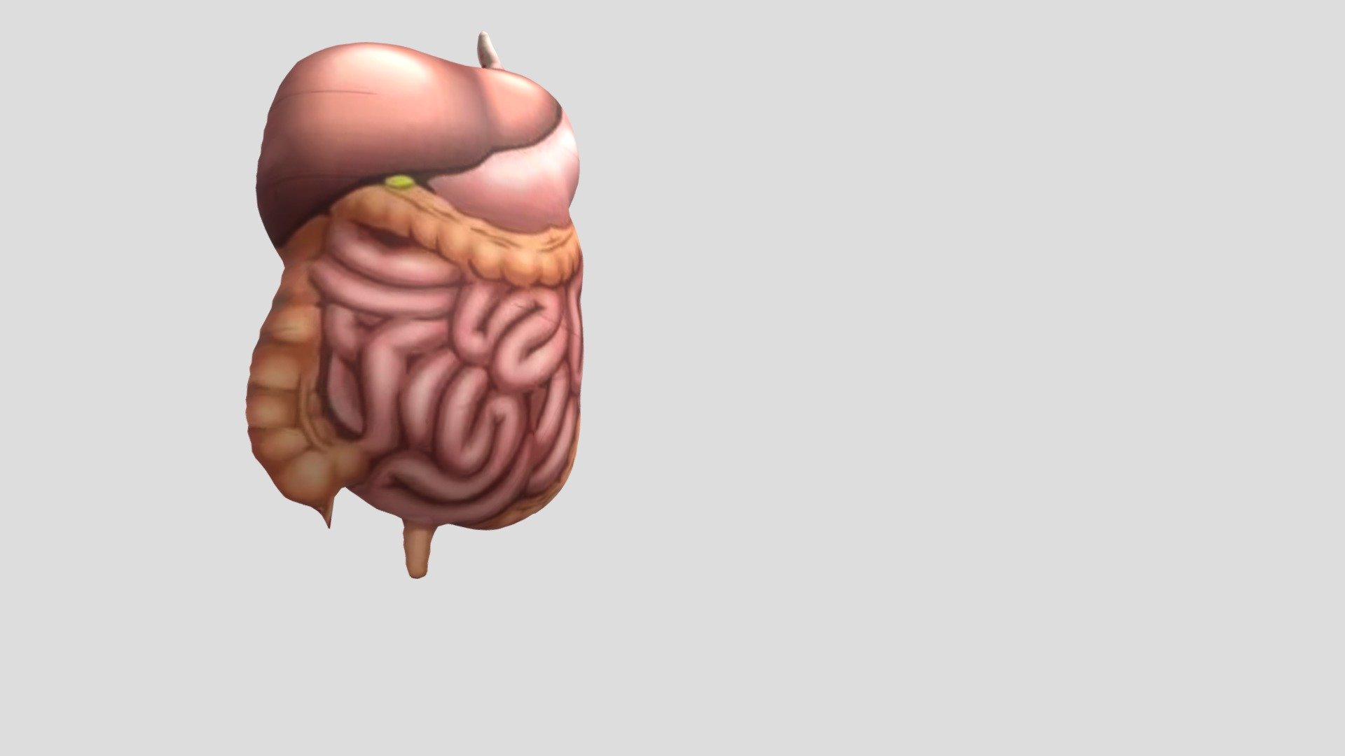 Human Digestive Organ - Download Free 3D model by mr_izal [0e45d87 ...