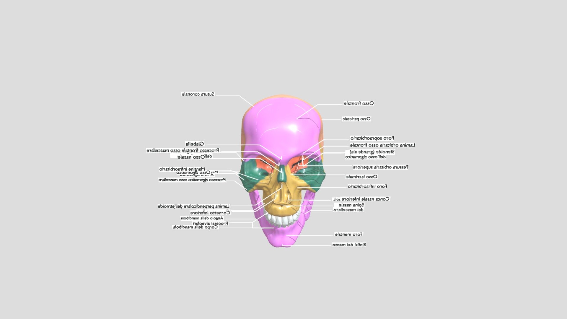 Teschio - testo univeritario - Download Free 3D model by Ai4SmartCity ...