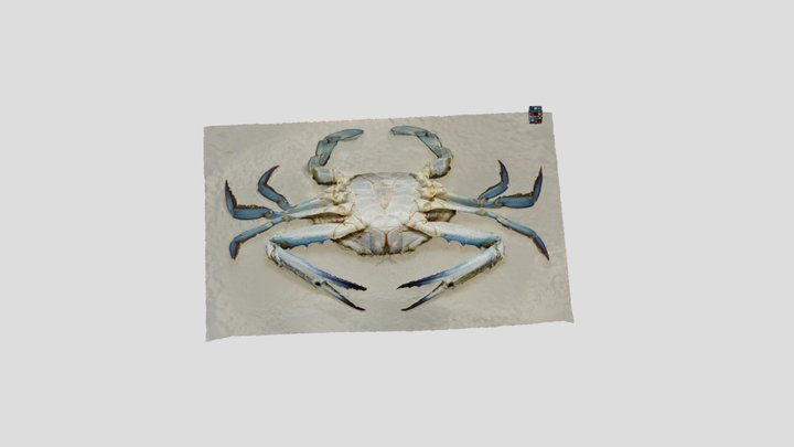 Gazami 3D models - Sketchfab
