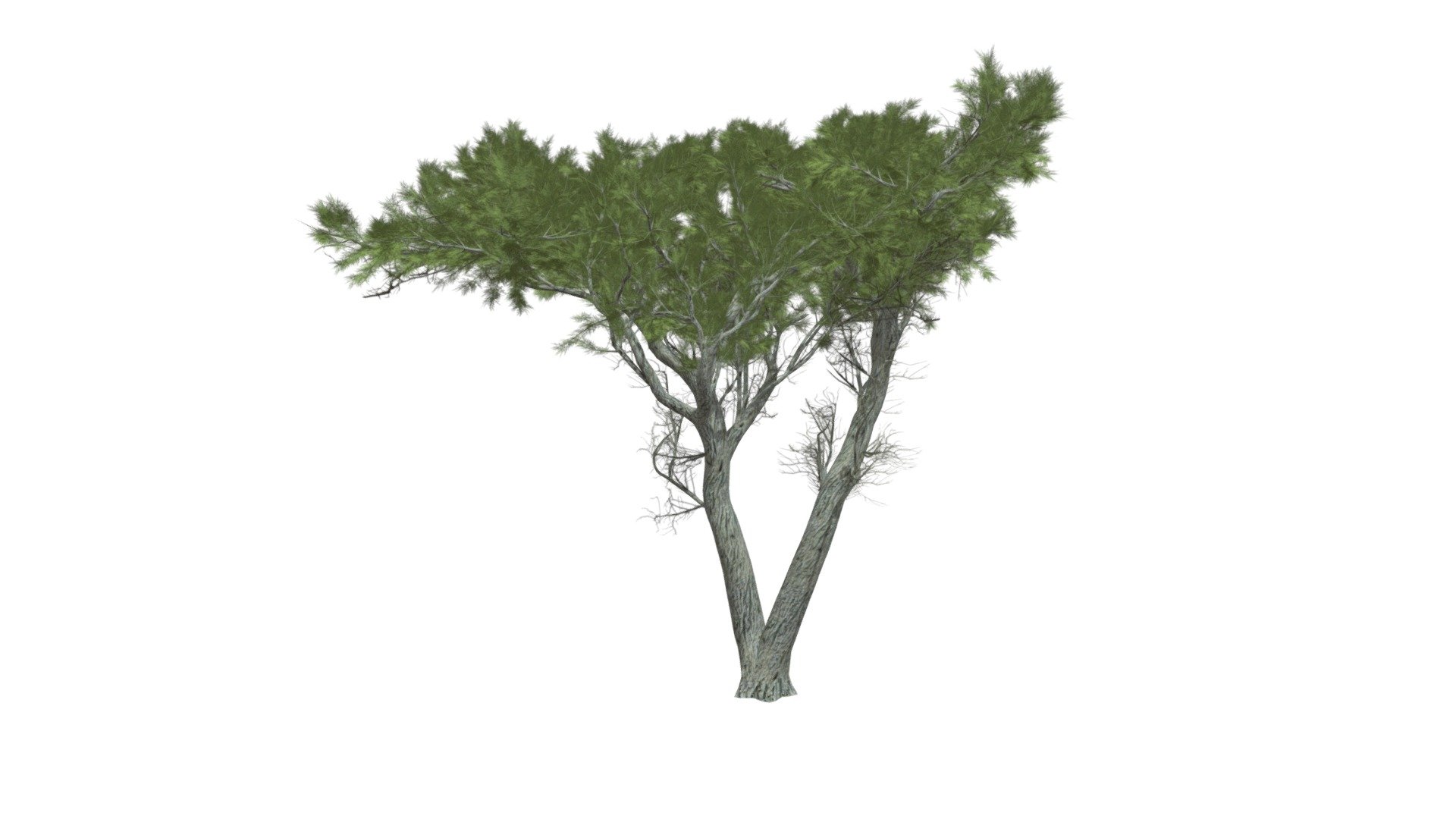Monterey Cypress Tree #07 - Buy Royalty Free 3D model by meshshape ...