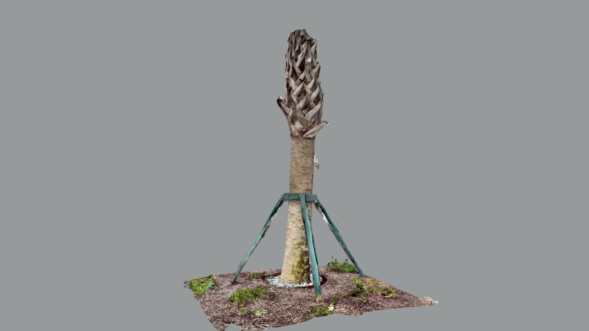Tree in the round - Photogrammetry - 3D model by PTinSC ...