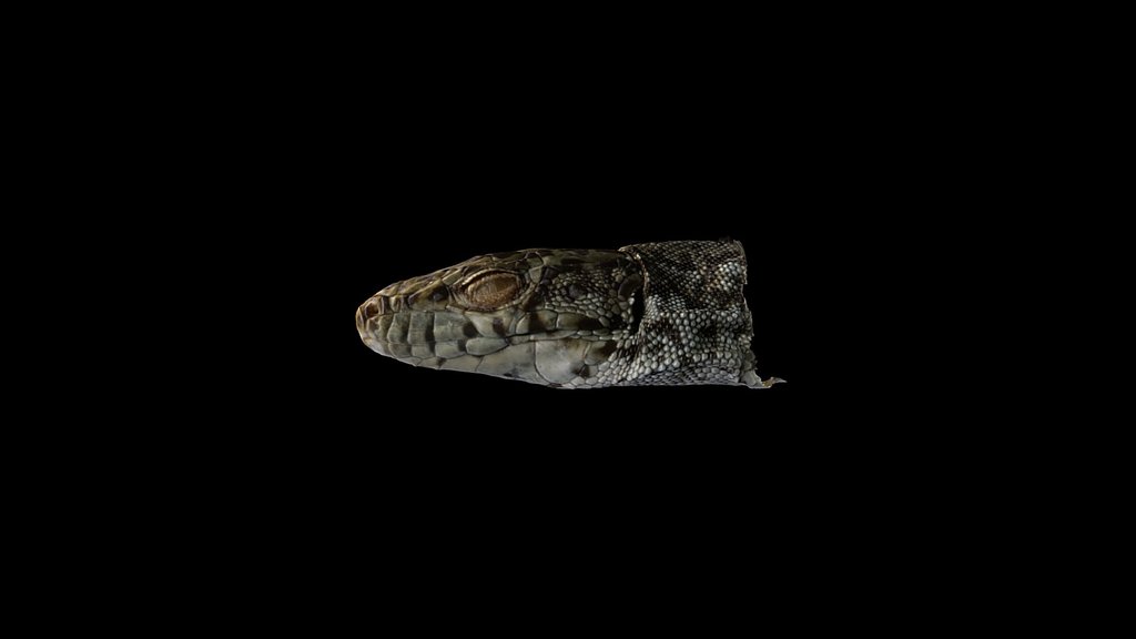 Reptiles - A 3D model collection by Rory Baxter (@rorydbaxter) - Sketchfab
