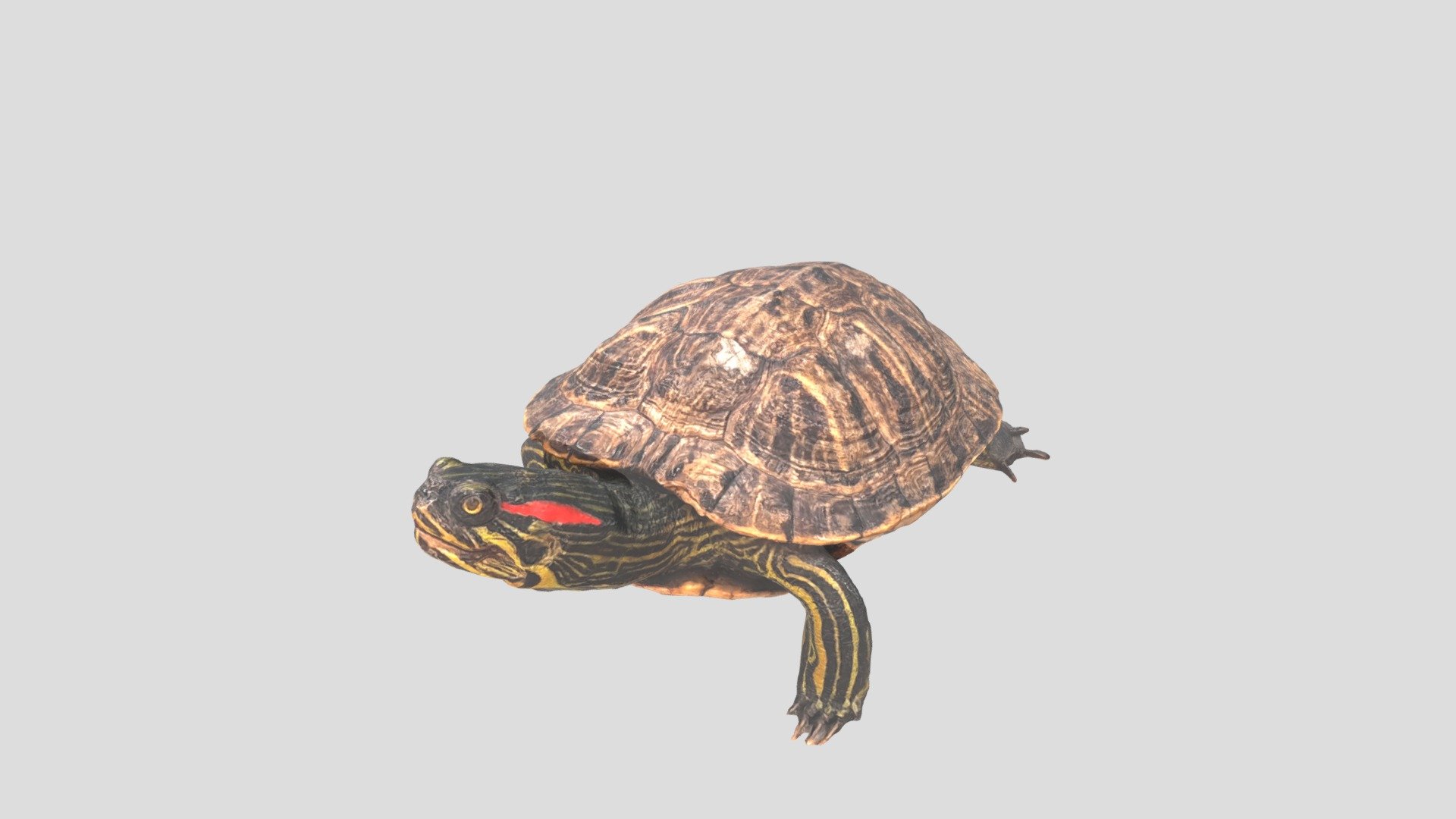 Trachemys scripta - Escates epidèrmiques - Download Free 3D model by ...