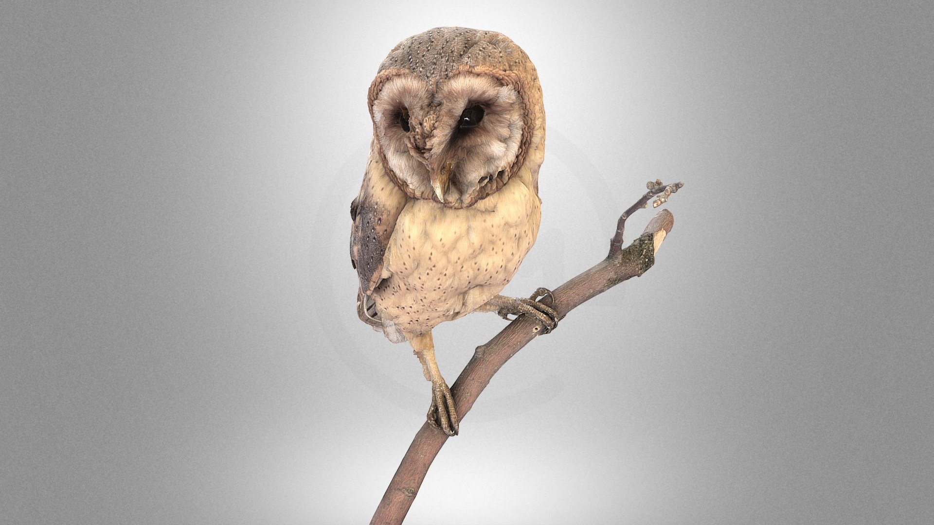 Barn owl - Download Free 3D model by Virtual Museums of Małopolska ...