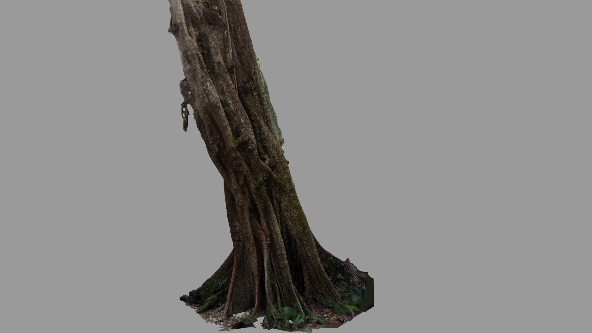 Strangler Fig - 3D model by Luke Hughes (@lhughes) [0e6acbb] - Sketchfab