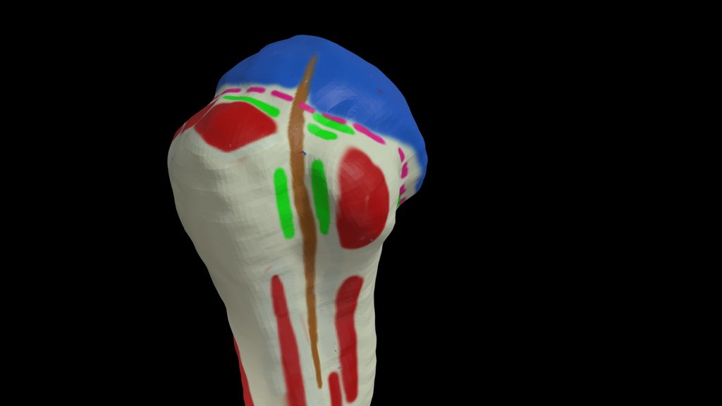 Human anatomy - A 3D model collection by Z-Anatomy - Sketchfab
