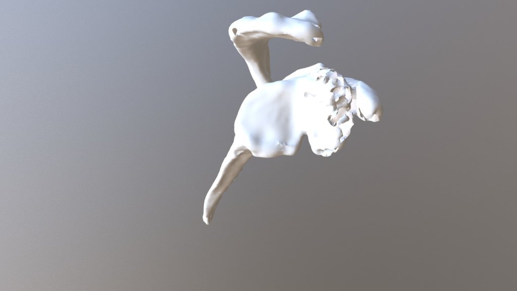 MCPFR_scapula - 3D model by orto3d [0e7ad47] - Sketchfab