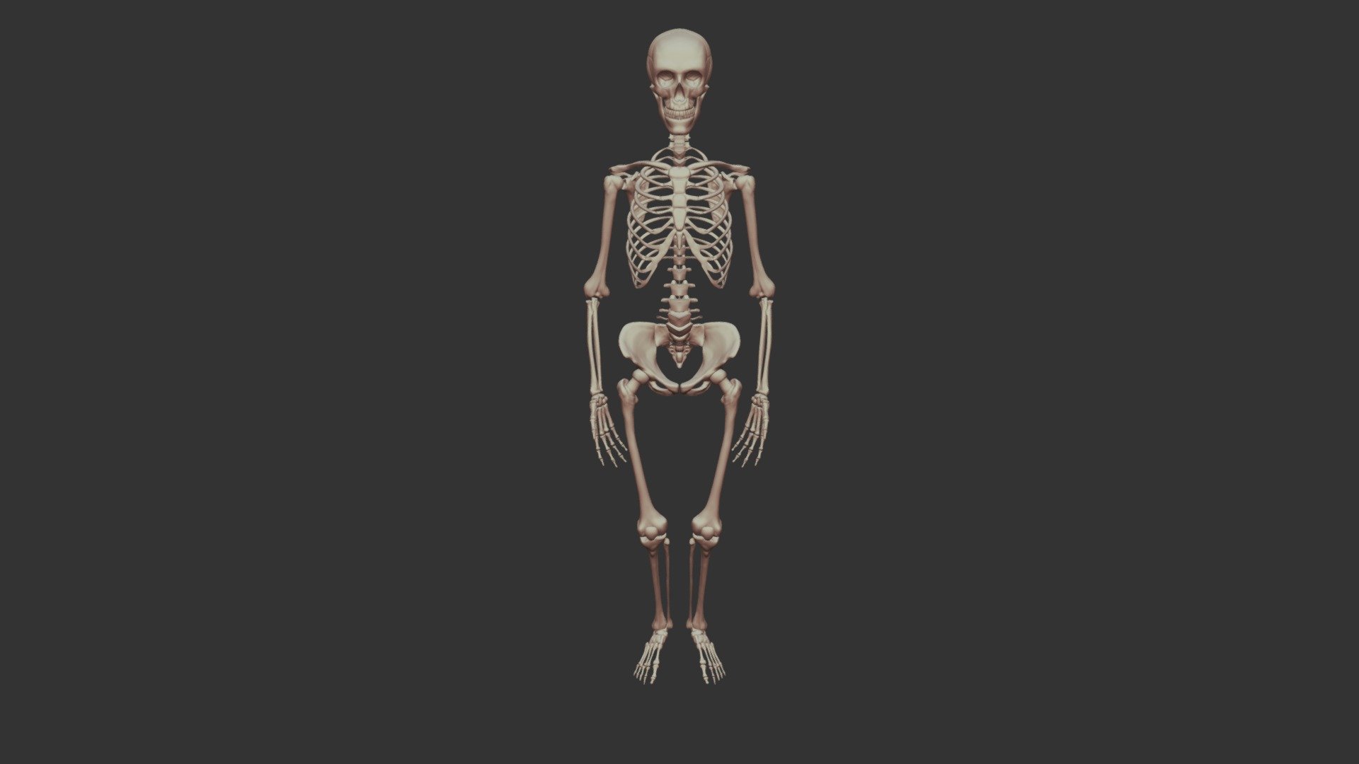 Human skeleton study - 3D model by sibmishka [0e8b837] - Sketchfab