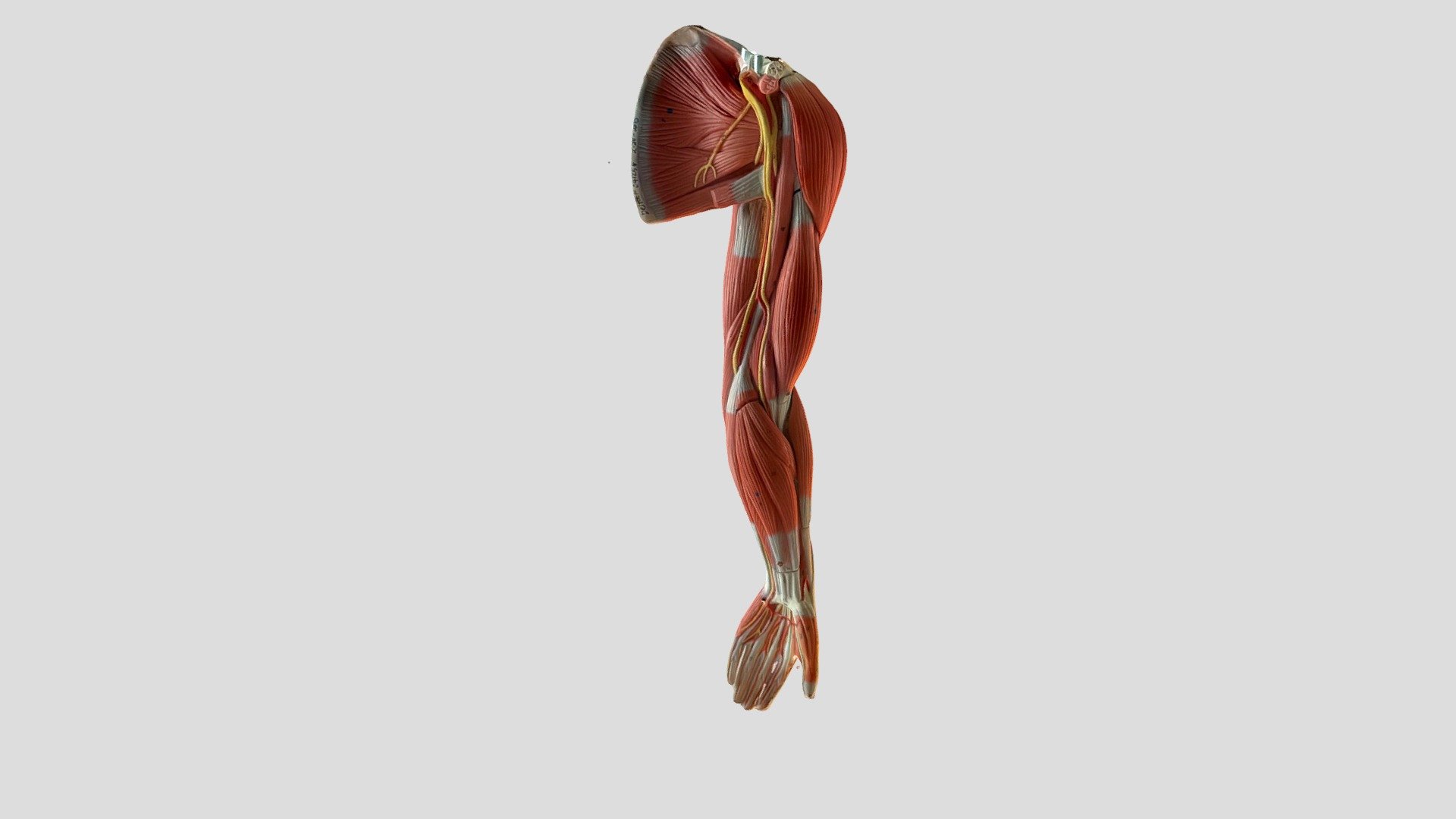 Anterior Upper Extremity Model - 3D model by 3-D Photogrammetry ...