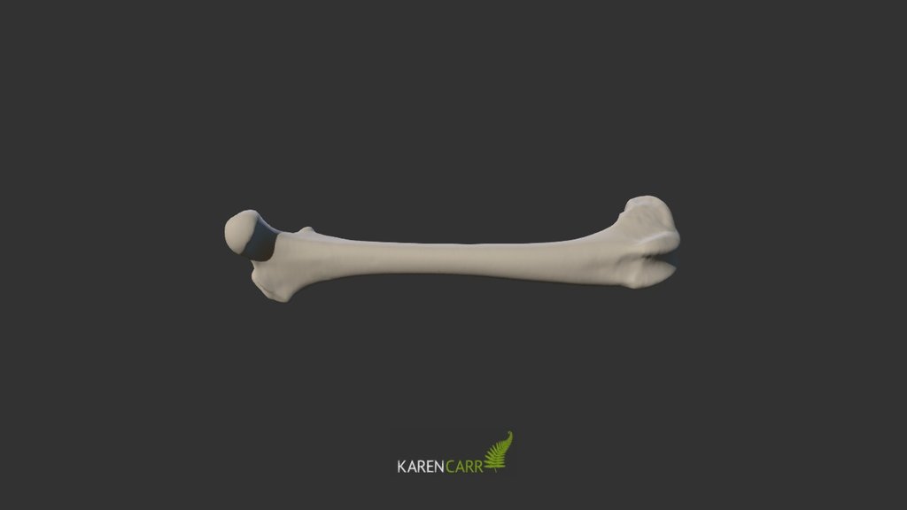 Dog Femur - 3D model by Karen Carr Studio (@rcgauer) [0e92086] - Sketchfab