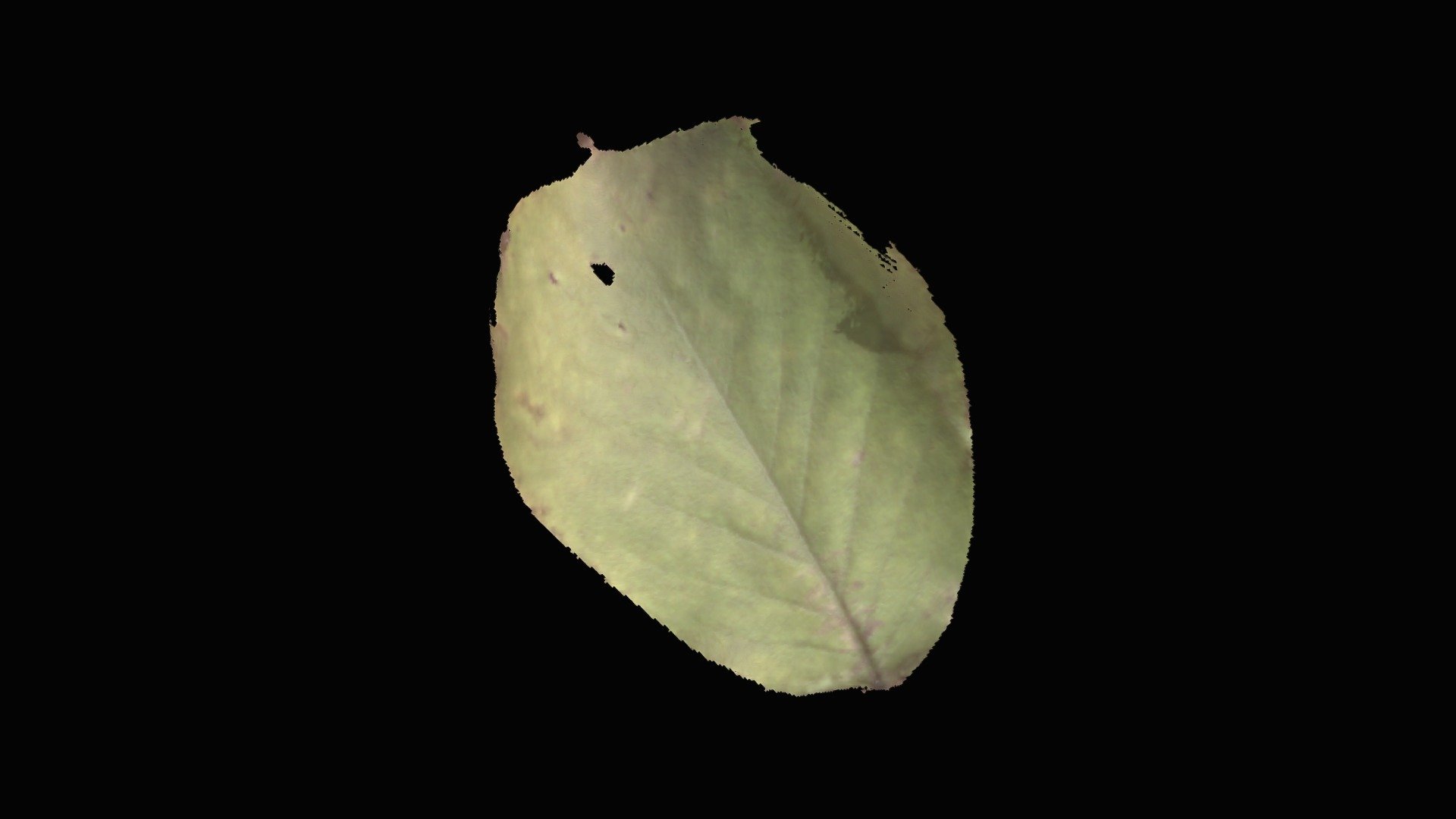 Leaf with color - Download Free 3D model by thunk3d.scanner [0e94906 ...