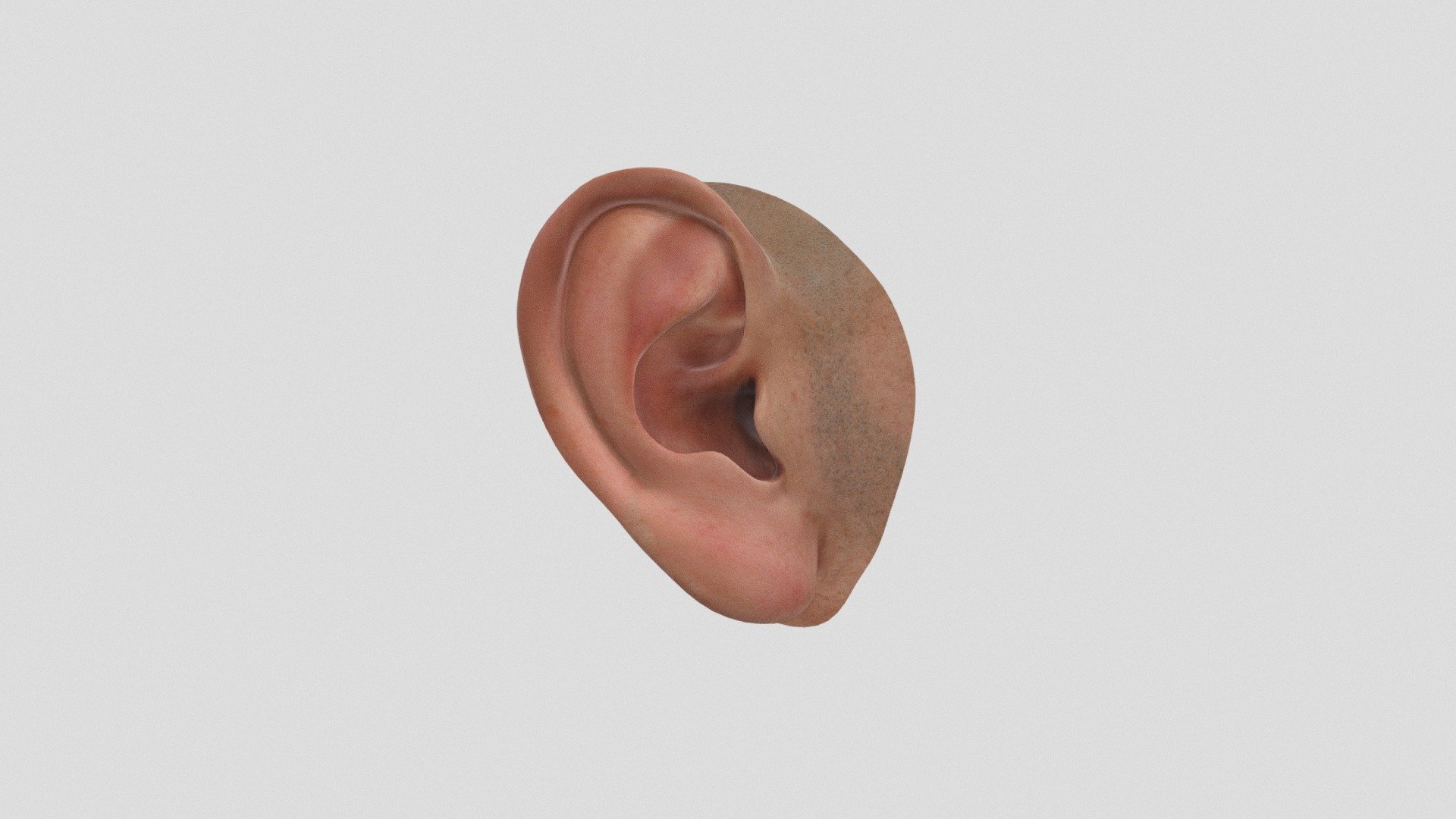 Ear - 3D model by chaikairyna [0e96ca2] - Sketchfab