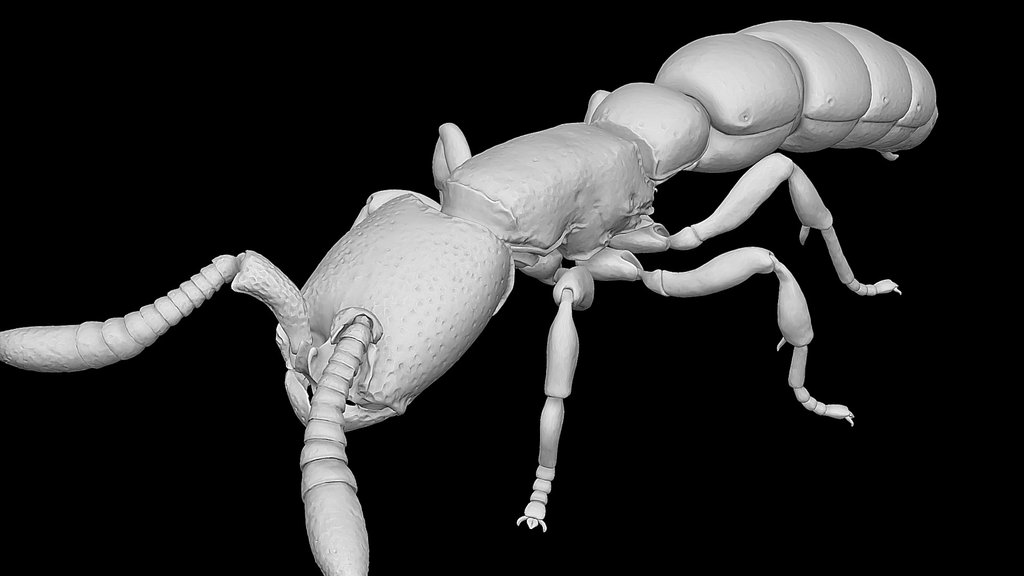 Insect - A 3D model collection by rodgercarr13601 - Sketchfab