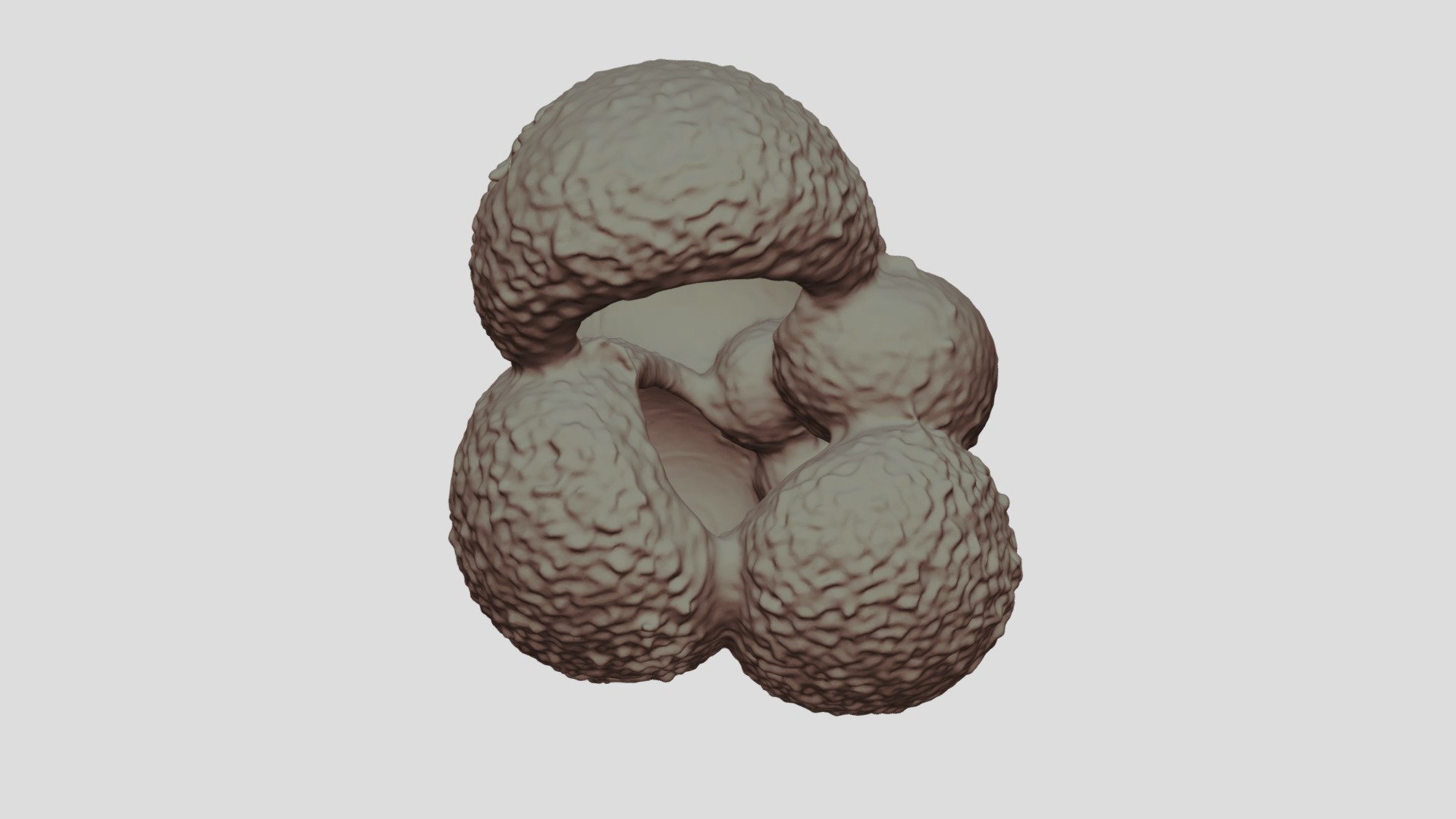 Globigerina bulloides [Geo B8502 785cm Shell-4] - Download Free 3D ...