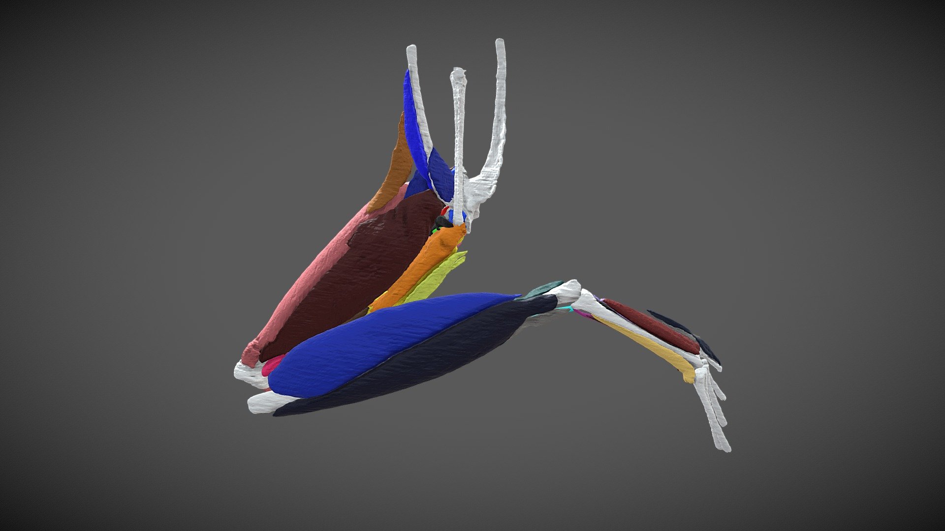 Ptychadena oxyrhynchus - diceCT frog - 3D model by The Leavey Lab ...