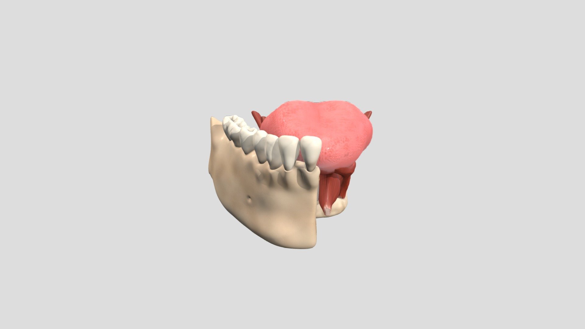 2023 Tongue and Extrinsic Muscles - 3D model by AUmedart [0ea8614 ...